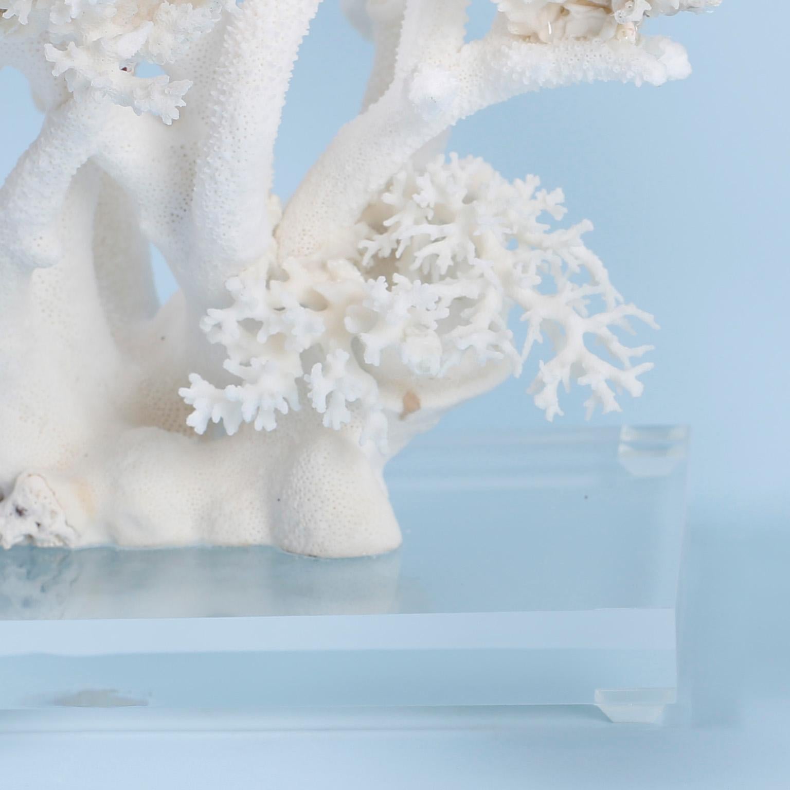 Large White Coral Sculpture at 1stDibs | large coral sculpture, large ...
