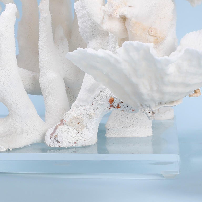 Large White Coral Sculpture at 1stDibs | large coral sculpture