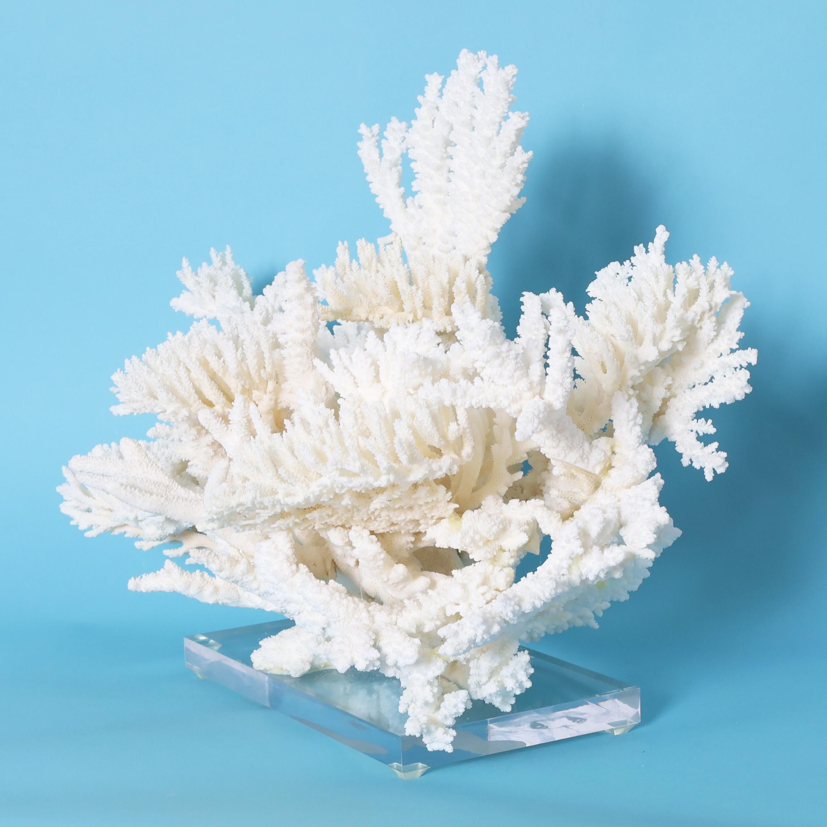 Large White Coral Sculpture on a Lucite Base For Sale at 1stDibs