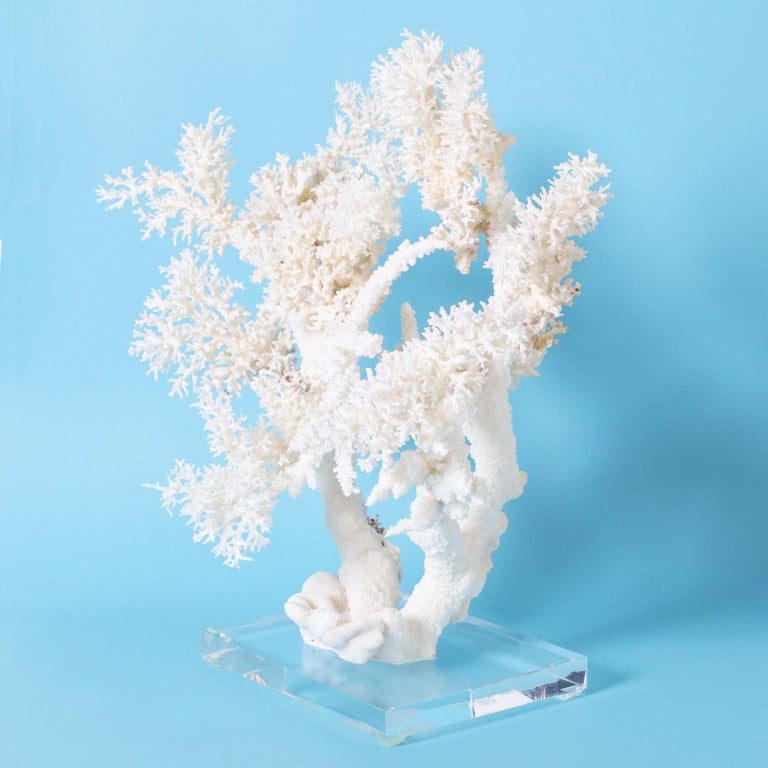 Large White Coral Sculpture on Lucite For Sale at 1stDibs