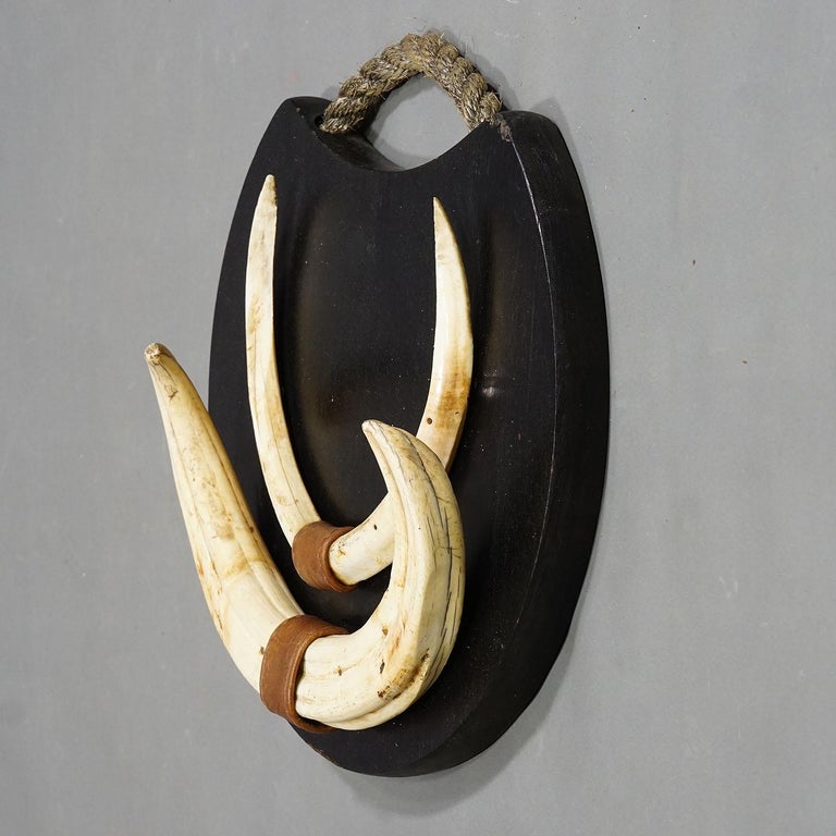 Large Wild Boar Trophy on Wooden Plaque, Germany 1950s For Sale at 1stDibs