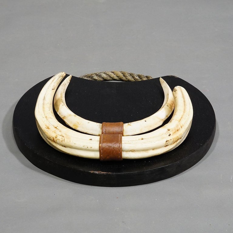 Large Wild Boar Trophy on Wooden Plaque, Germany 1950s For Sale at 1stDibs