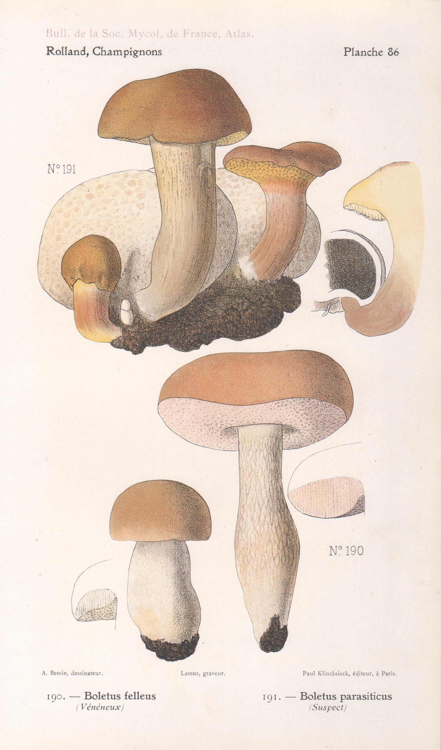 Lassus after Aimé Bessin - Champignons, French antique mushroom ...
