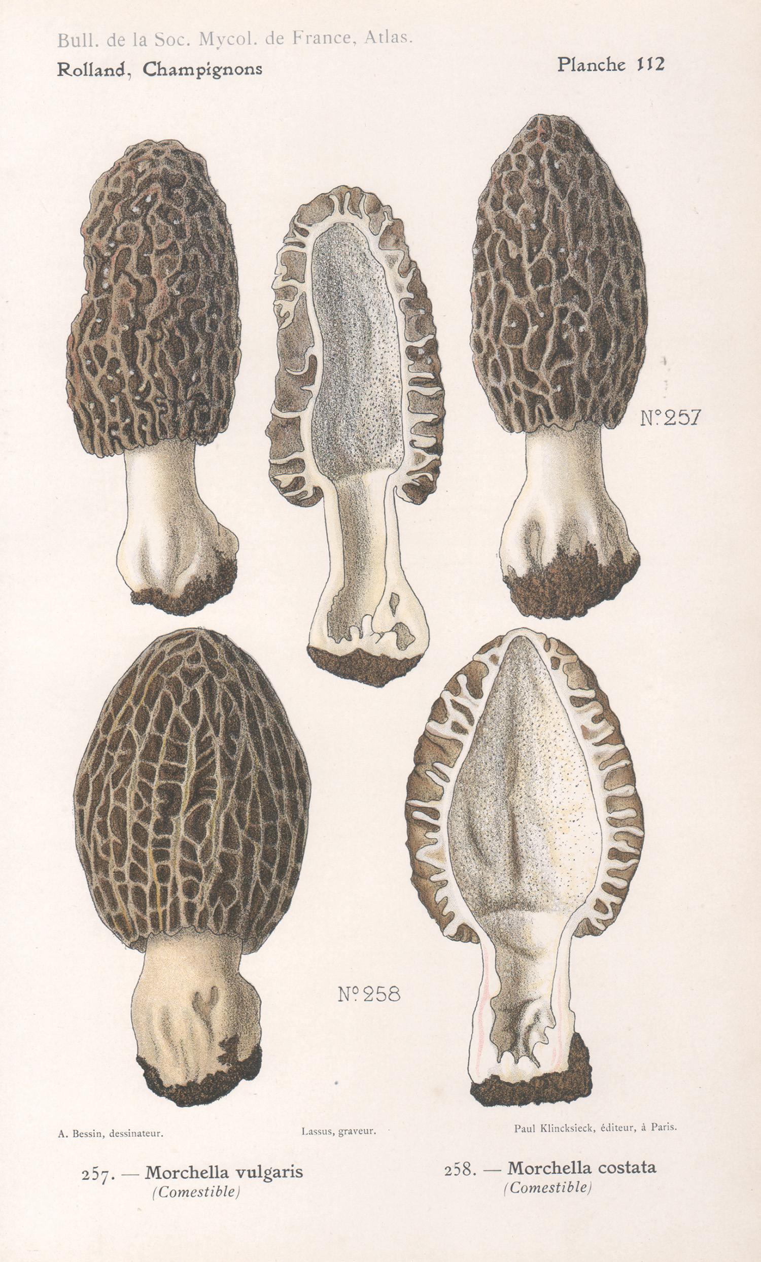 Lassus after Aimé Bessin - Champignons, French antique mushroom ...