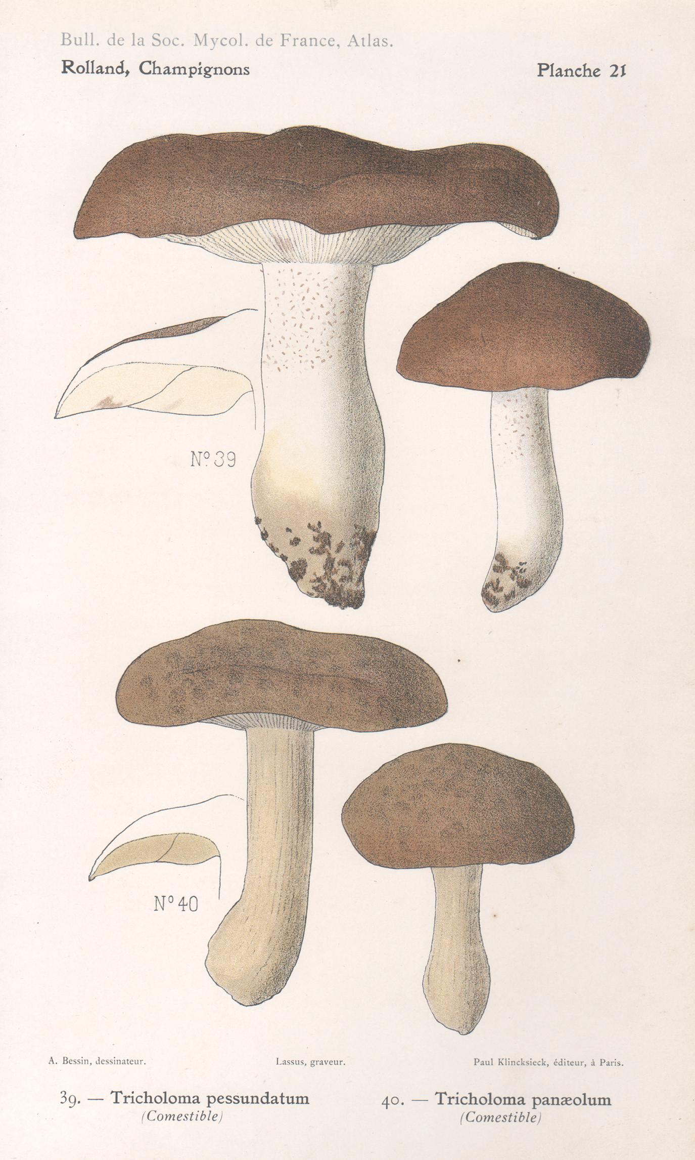 Lassus after Aimé Bessin - Champignons, French antique mushroom ...