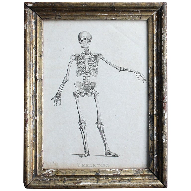Late 18th Century Engraving Human Skeleton by James Neagle Memento Mori ...