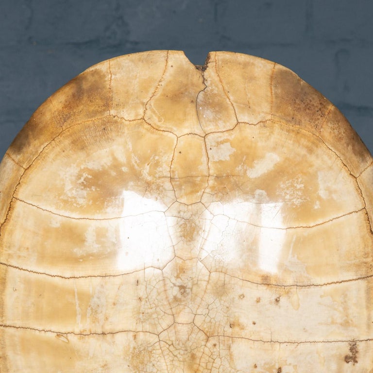 Late 19th Century "Blonde" Turtle Shell at 1stDibs