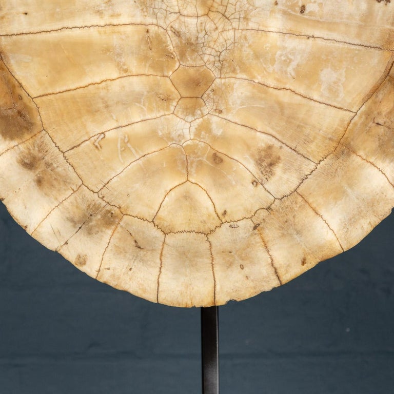 Late 19th Century "Blonde" Turtle Shell at 1stDibs