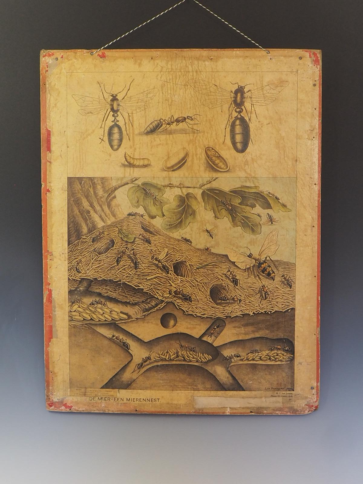 Late 19th Dutch Lithograph School Poster Print by H J van Lummel “The ...