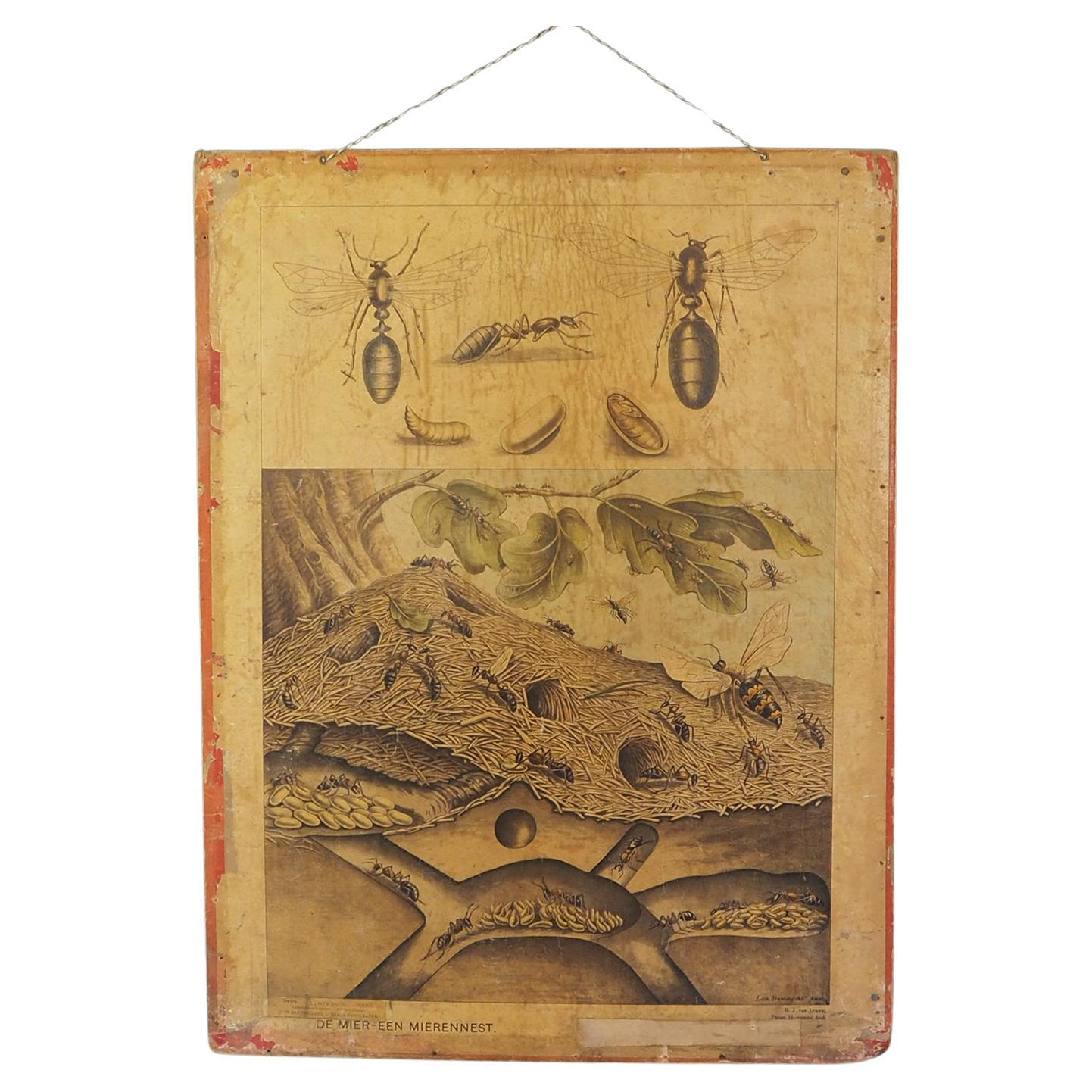 Late 19th Dutch Lithograph School Poster Print by H J van Lummel “The ...