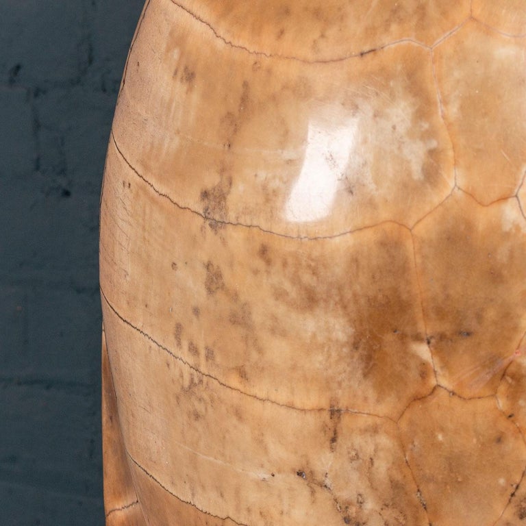 Late 19th Century "Blonde" Turtle Shell, on a Lamp Mounted Stand at 1stDibs