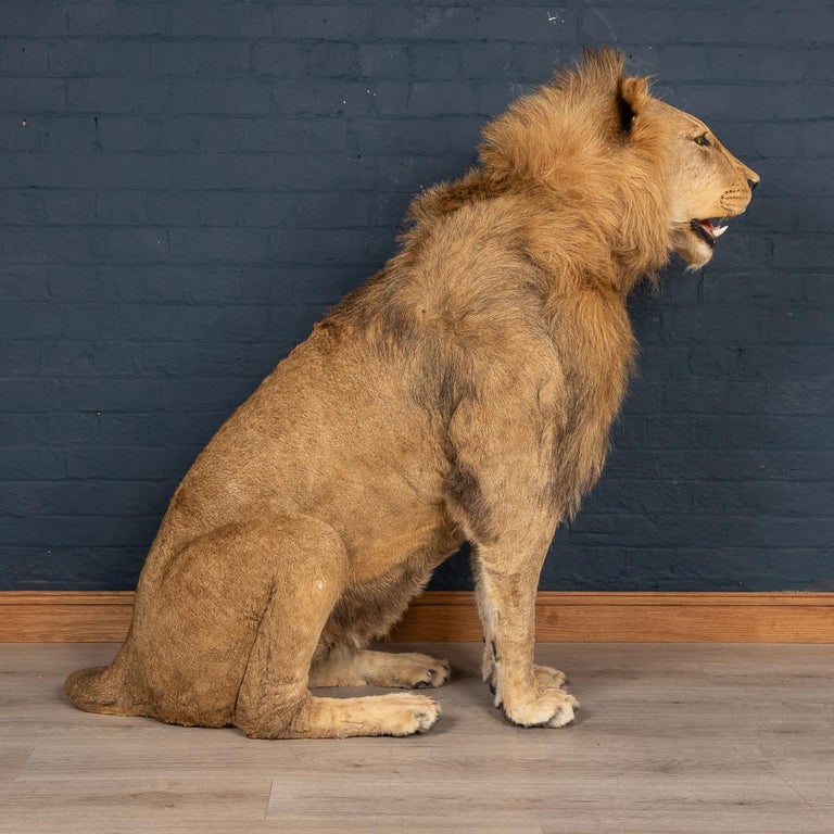 Late 20th Century Full Mount Taxidermy Study of a Seated Male Lion at ...