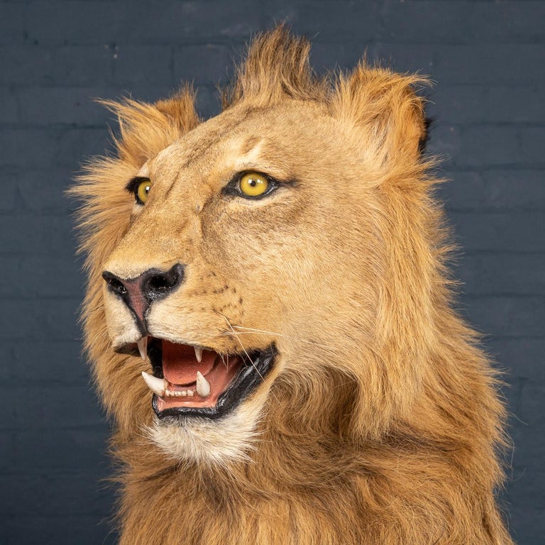 Late 20th Century Full Mount Taxidermy Study of a Seated Male Lion at ...