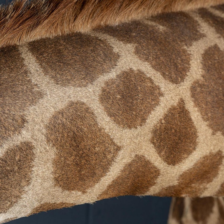 Late 20th Century Shoulder Mount Taxidermy Giraffe at 1stDibs | giraffe ...