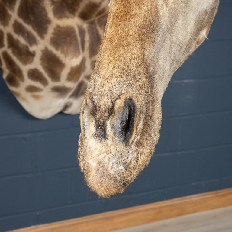 Late 20th Century Shoulder Mount Taxidermy Giraffe at 1stDibs | giraffe ...