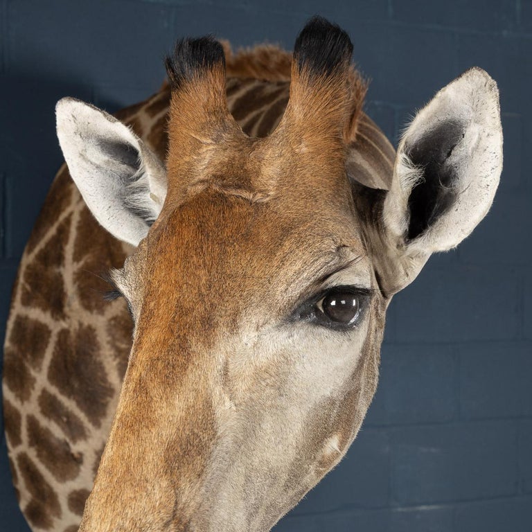 Late 20th Century Shoulder Mount Taxidermy Giraffe at 1stDibs | giraffe ...