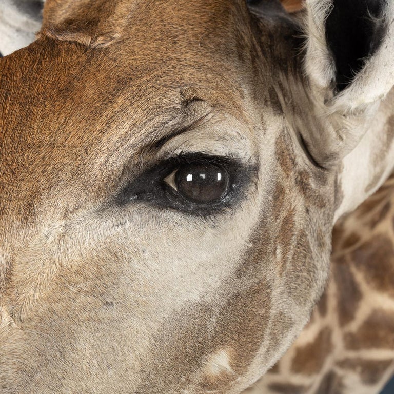 Late 20th Century Shoulder Mount Taxidermy Giraffe at 1stDibs | giraffe ...