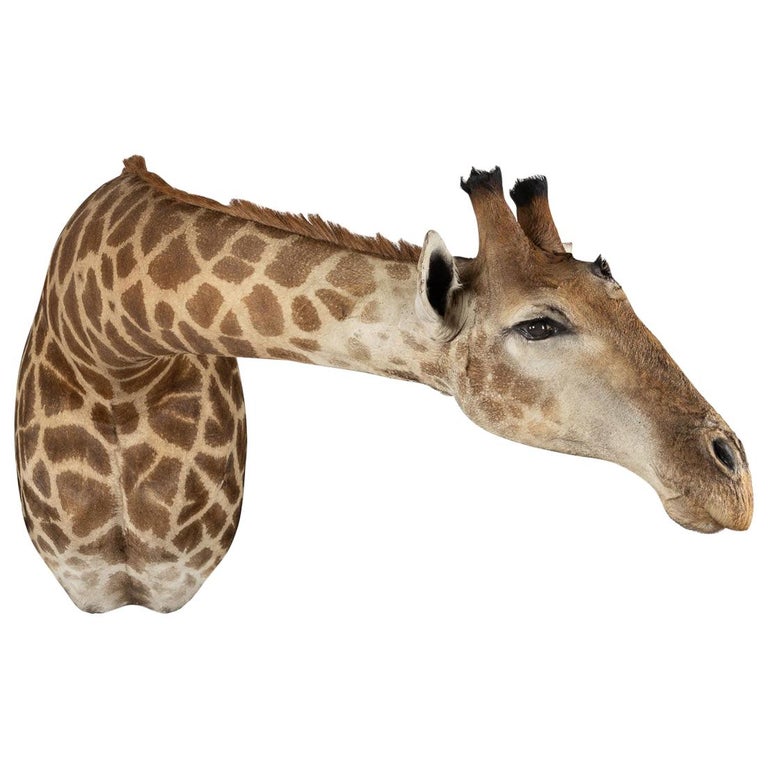Late 20th Century Shoulder Mount Taxidermy Giraffe at 1stDibs