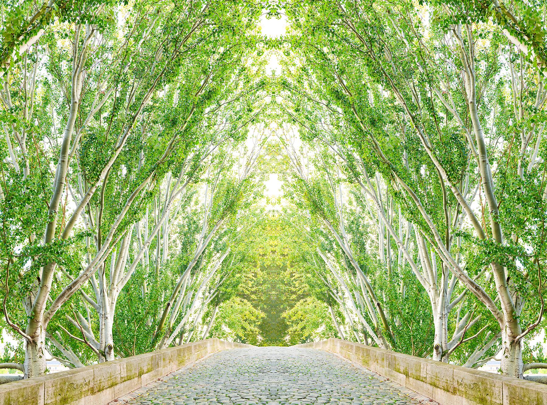 Laurie Victor Kay - Trees III, NY For Sale at 1stDibs