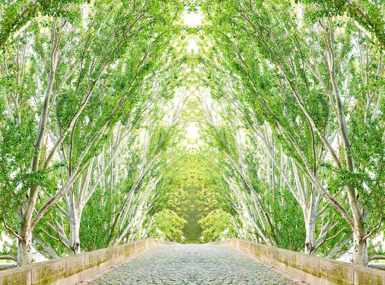 Laurie Victor Kay - Trees Blanc, Paris- framed in white colour ...