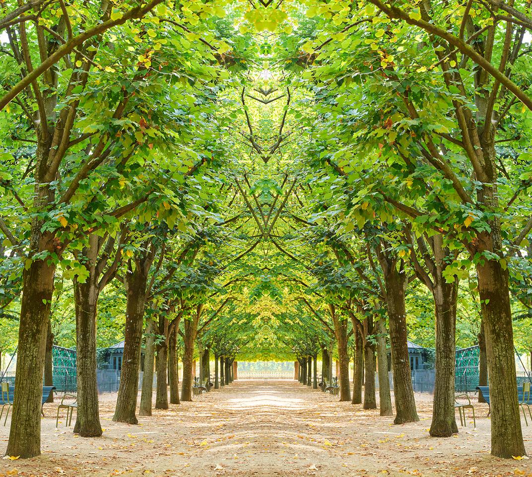 Laurie Victor Kay - Trees III, NY For Sale at 1stDibs