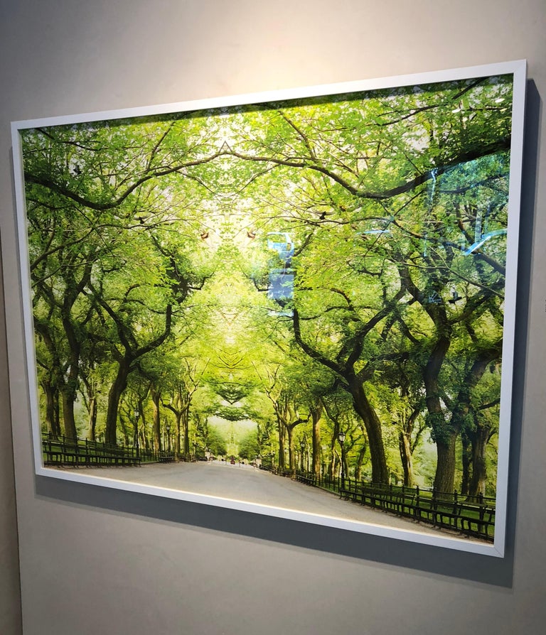 Laurie Victor Kay - Trees III, NY For Sale at 1stDibs