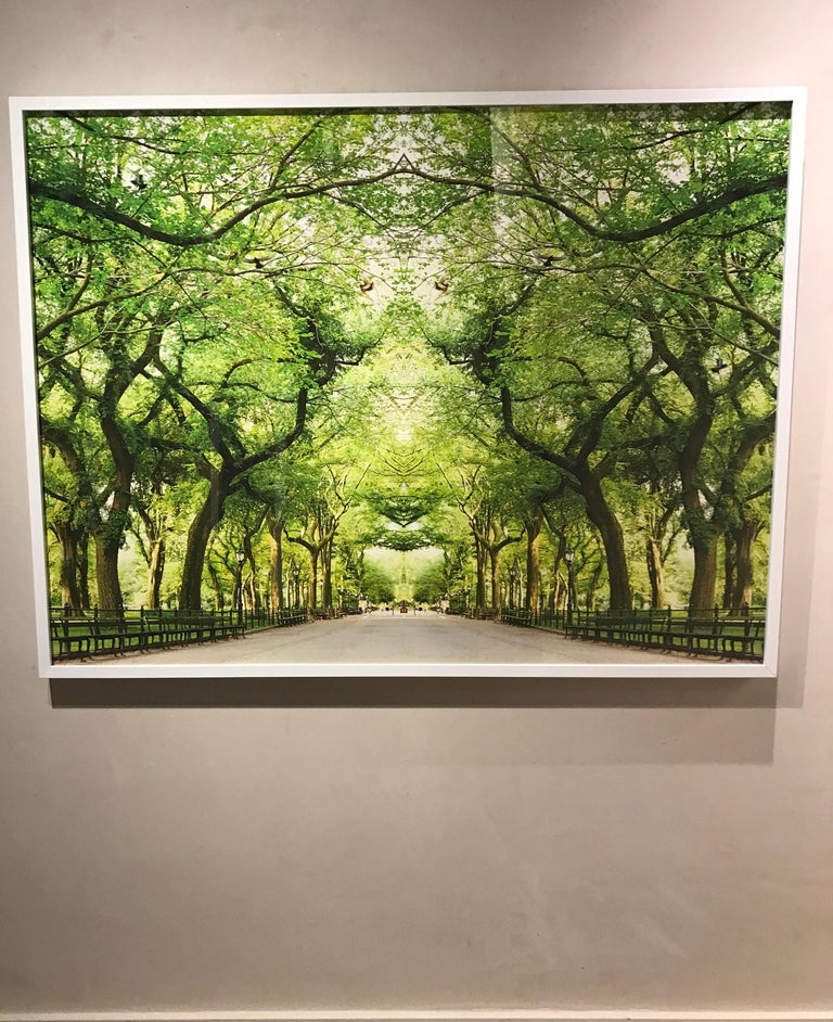 Laurie Victor Kay - Trees III, NY For Sale at 1stDibs
