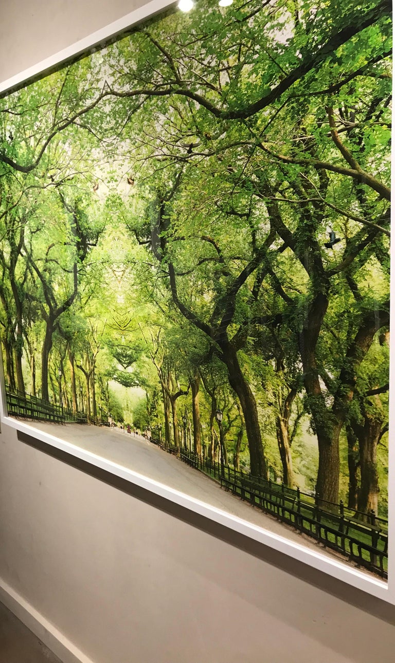 Laurie Victor Kay - Trees III, NY For Sale at 1stDibs