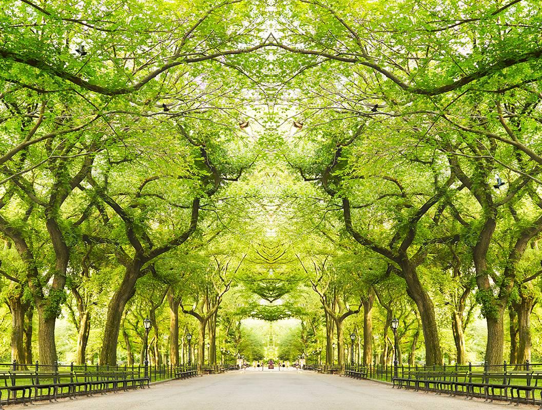 Laurie Victor Kay - Trees III, NY For Sale at 1stDibs