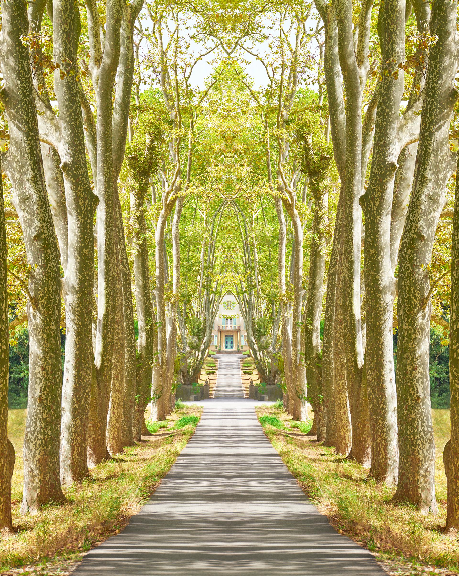 Laurie Victor Kay - Trees III, NY For Sale at 1stDibs