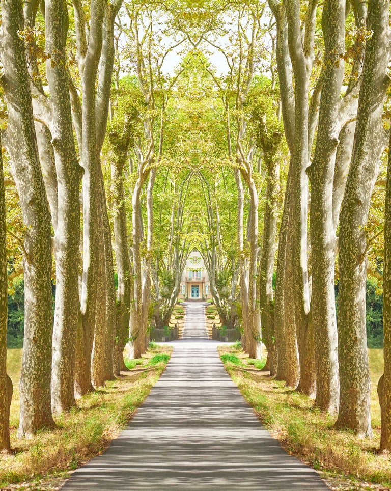 Laurie Victor Kay - Trees VI, St. Tropez- photograph by Laurie Victor ...