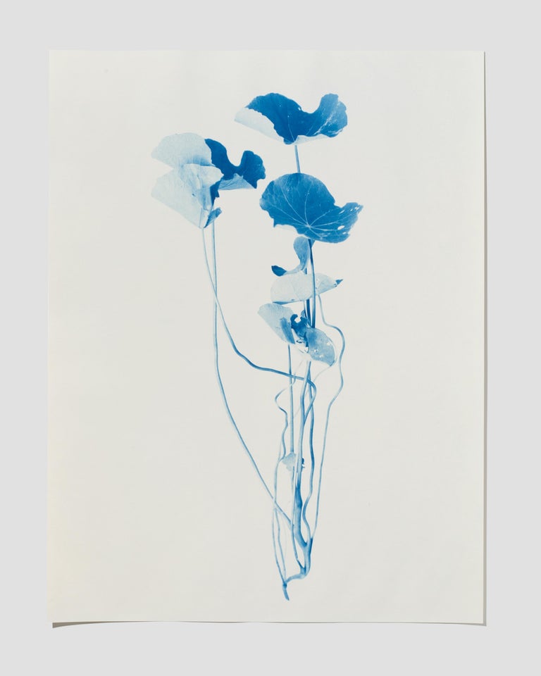 Leah Koransky - Consider the gesture (Nasturtium) For Sale at 1stDibs