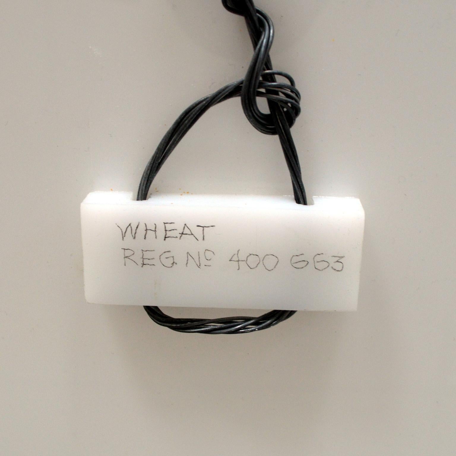 Acrylic Op Art by Leonard Janklow "Wheat" - Mixed-Media For Sale at 1stDibs