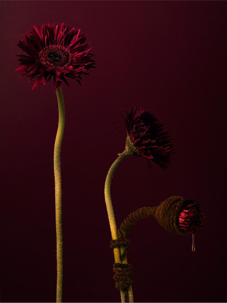 Leonardo Pucci - Gerberas 10:42PM, Paris For Sale at 1stDibs