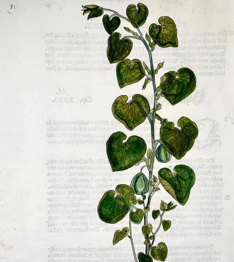 Leonhart Fuchs, Birthwood, Aristolochia, Folio Woodcuts 1st Edn For ...