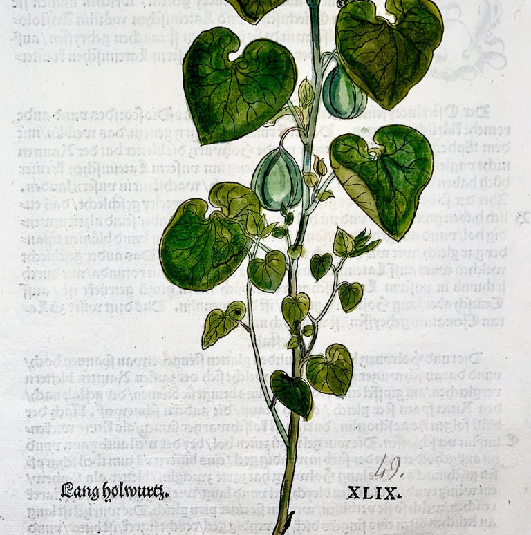 Leonhart Fuchs, Birthwood, Aristolochia, Folio Woodcuts 1st Edn For ...