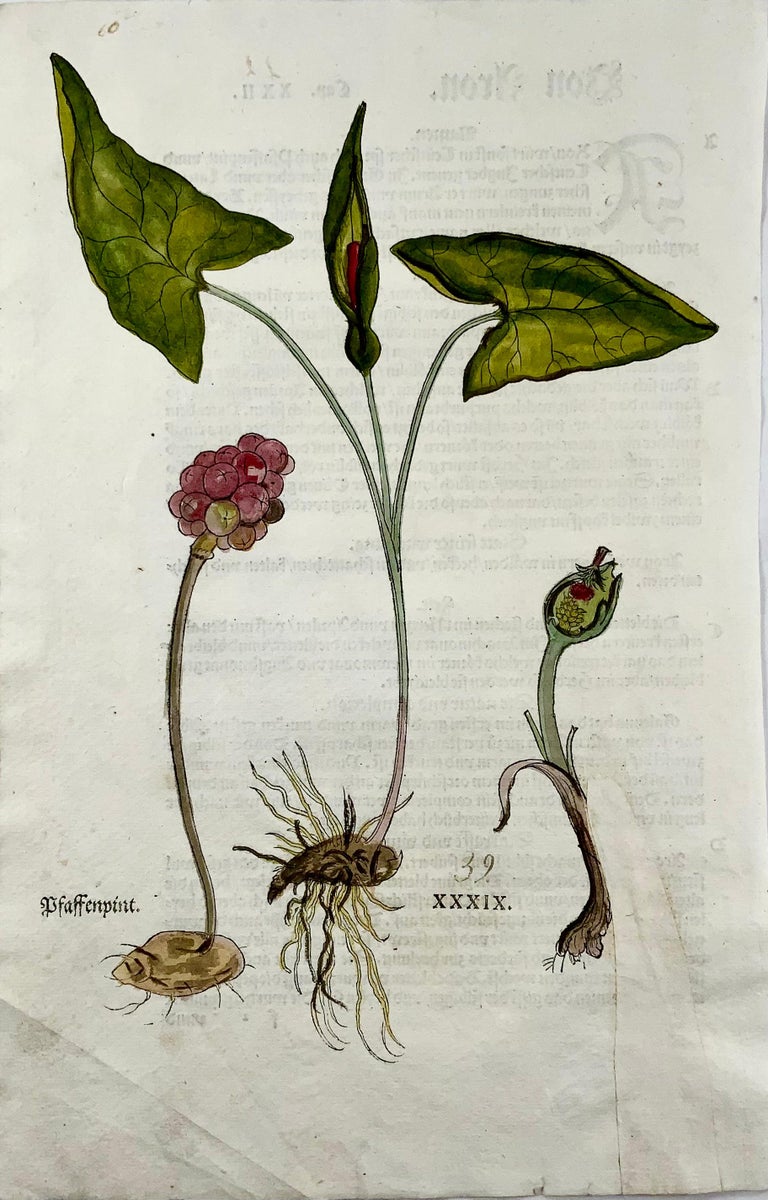 Leonhart Fuchs, Cuckoo-Pint, Folio Woodcut, 1st Edn, Botany For Sale at ...