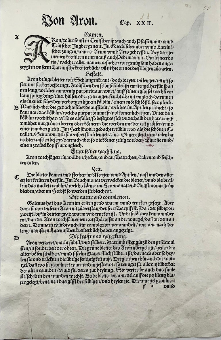 Leonhart Fuchs, Cuckoo-Pint, Folio Woodcut, 1st Edn, Botany For Sale at ...