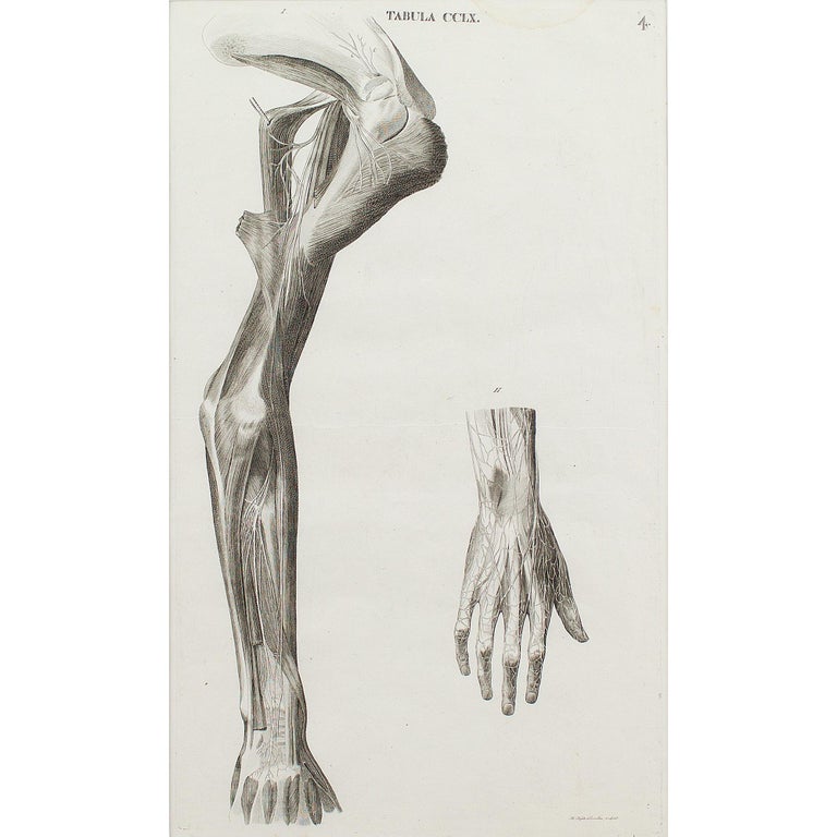 Leopoldo Marco Antonio Caldani - Leopoldo Marco Antonio Caldani ...