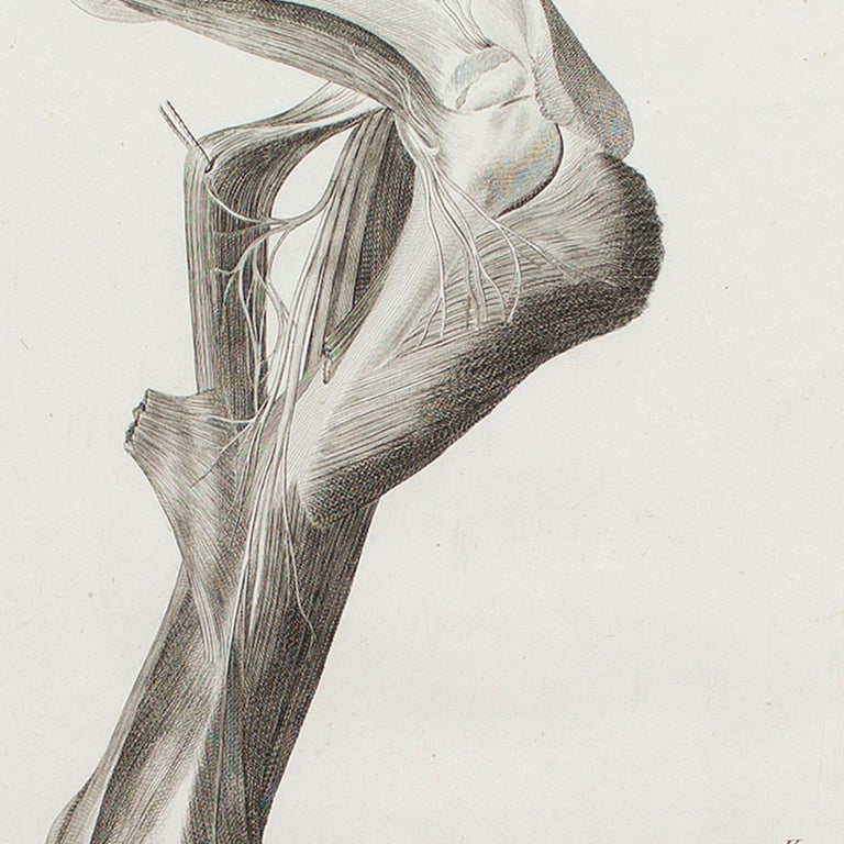 Leopoldo Marco Antonio Caldani - Leopoldo Marco Antonio Caldani ...