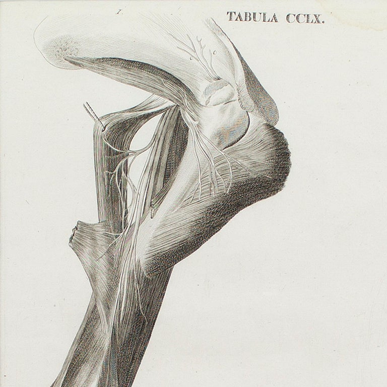 Leopoldo Marco Antonio Caldani - Leopoldo Marco Antonio Caldani ...