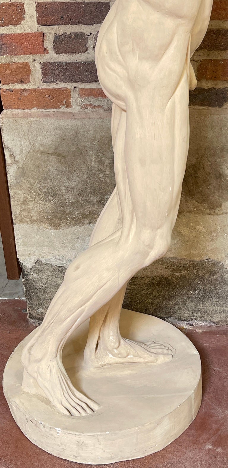 Life Size Anatomical Study of Flayed Male L'ecorche after Jean-Antoine ...