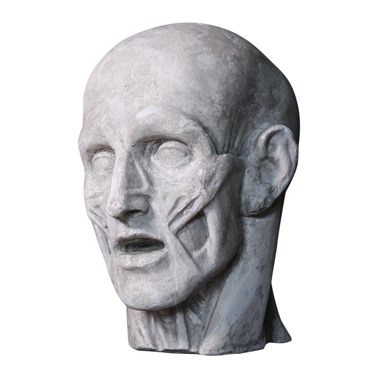 Life-Size Late 19th Century Plaster Ecorche Bust Anatomical Flayed ...