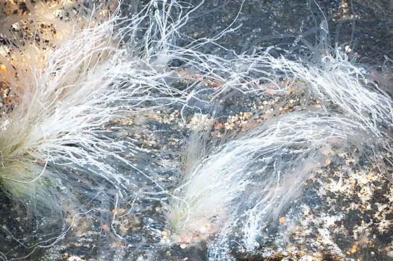 Linda DeStefano Brown - "Entanglement", color photography, underwater ...