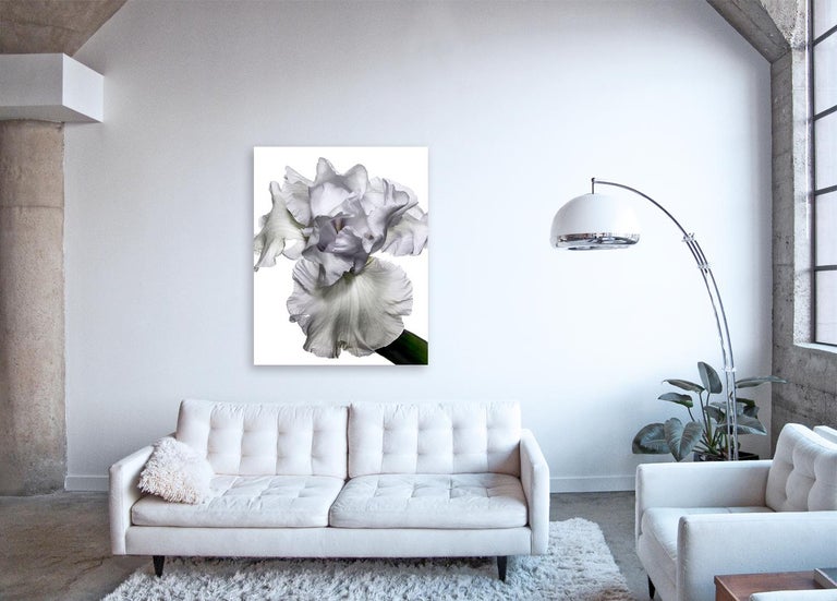 Linda Rosewall - Flora Italiana ( Iris Bianco ) - large format ...