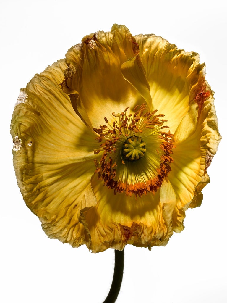Linda Rosewall - Flora Italiana ( Papavero Giallo Fiorito ) - large ...