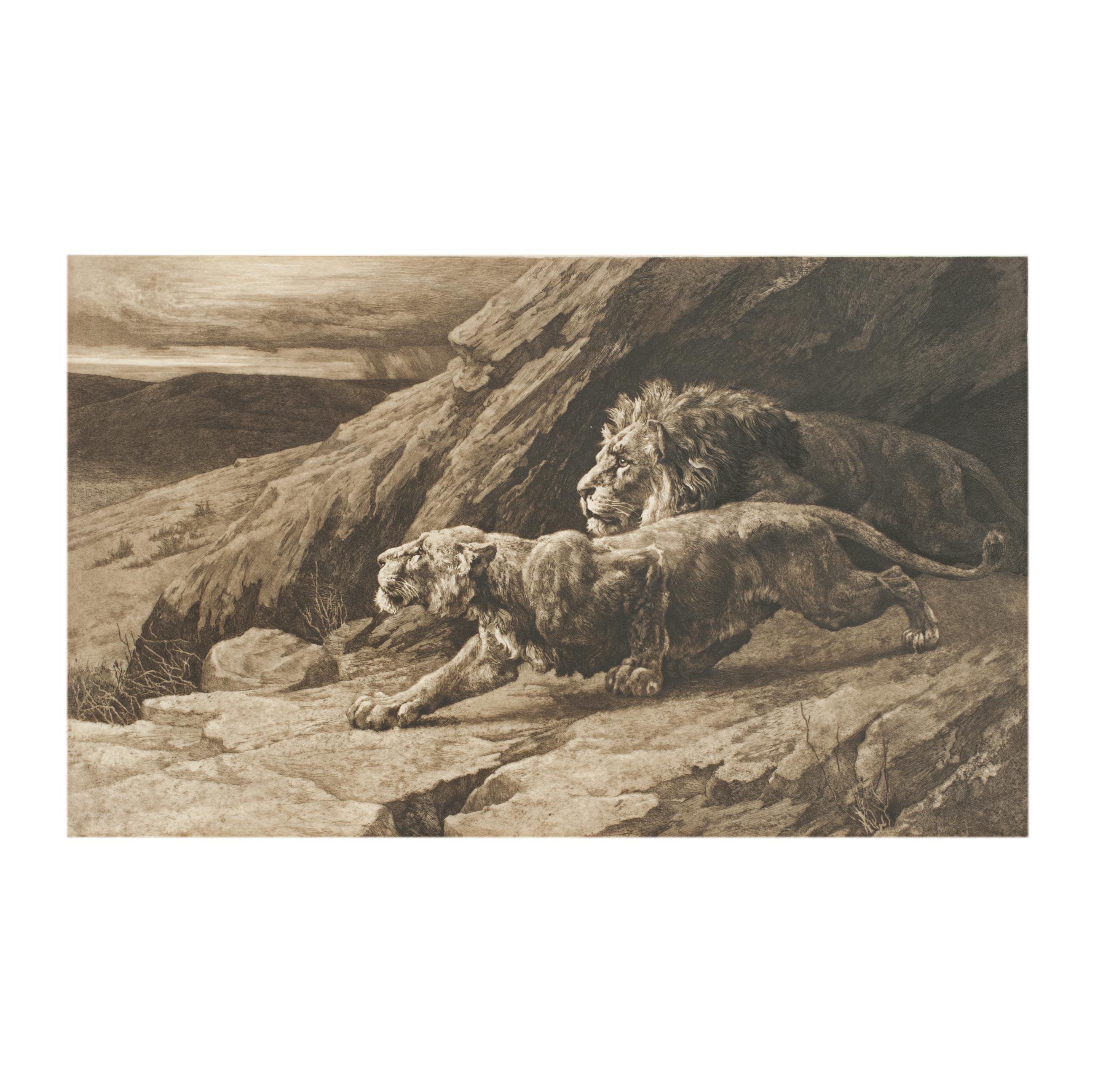 Lion Print, 'Raiders' by Herbert Dicksee, Etching at 1stDibs | lion etching