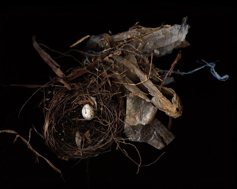 Lisa A. Frank - Nest (Modern Digital Bird Nest Still Life) For Sale at ...