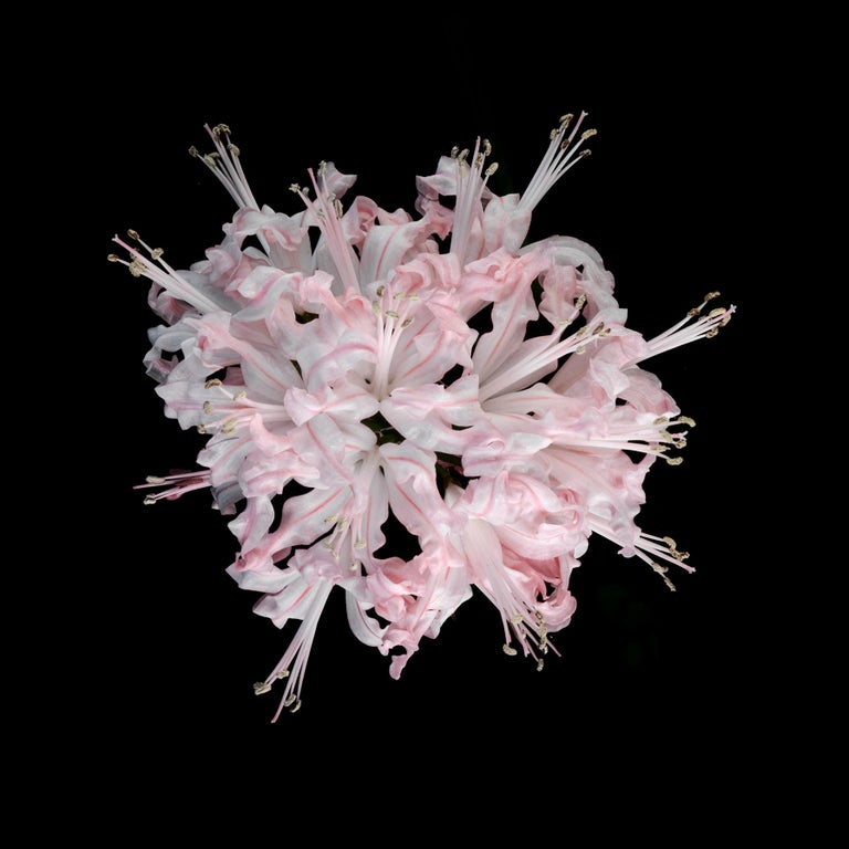 Lisa Creagh - Alan Titchmarsh (Contemporary British Photography ...