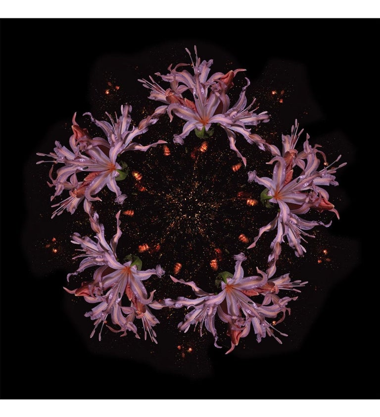 Lisa Creagh - F24 - Lisa Creagh, Flora, Flowers, Botanical, Nature ...